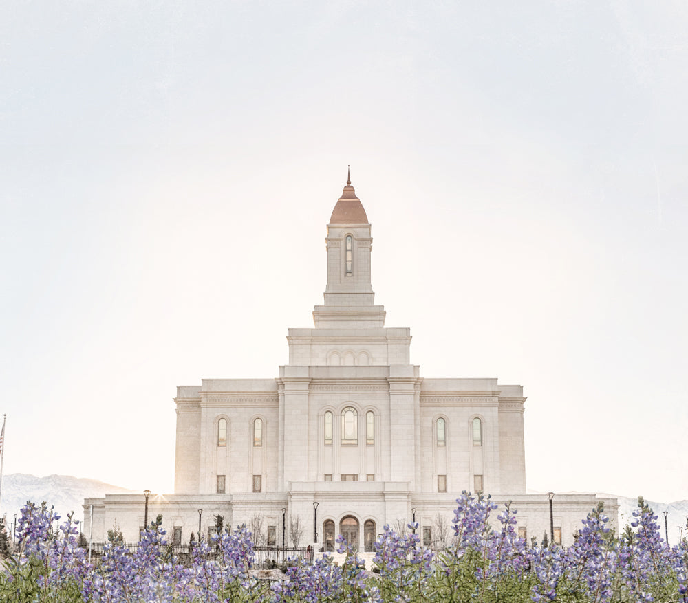 Deseret Peak Utah Temple- Mountain Lupine by Mandy Jane Williams ...